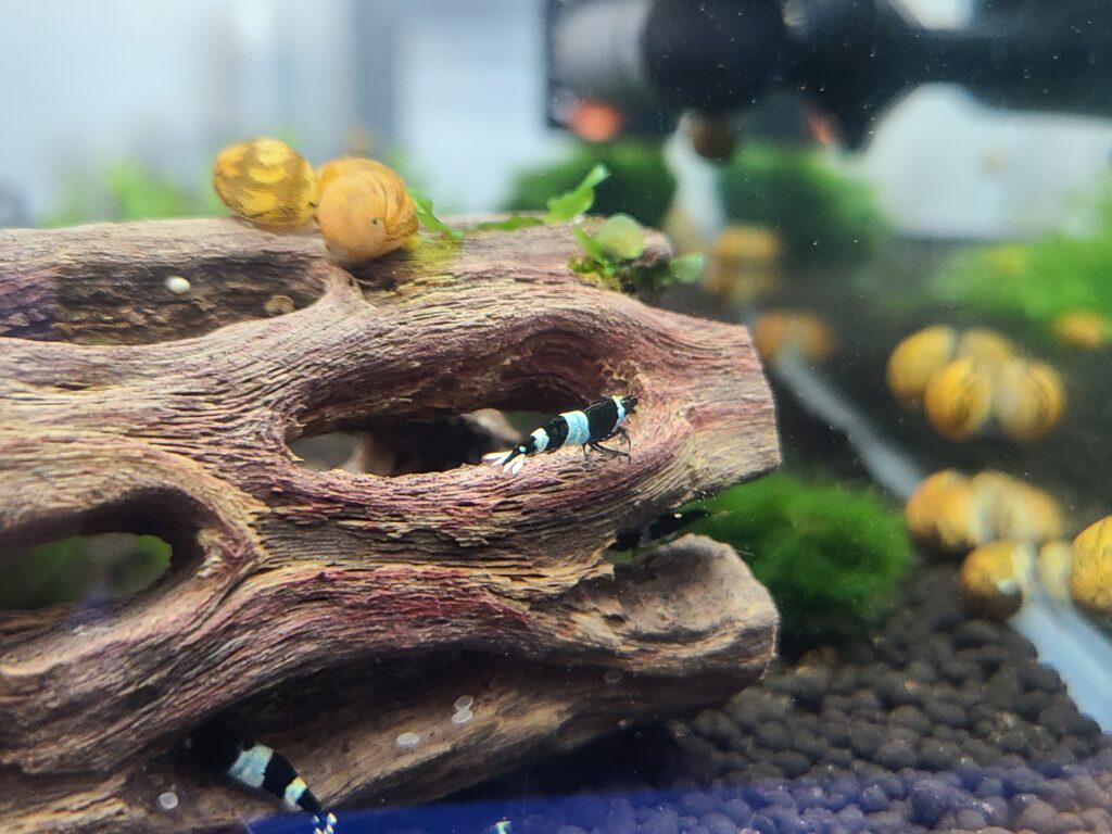 Panda Shrimp (Caridina) - KA Aquarium