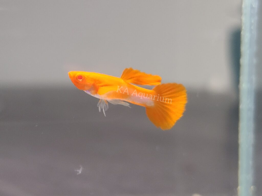 Koi red ear - KA Aquarium