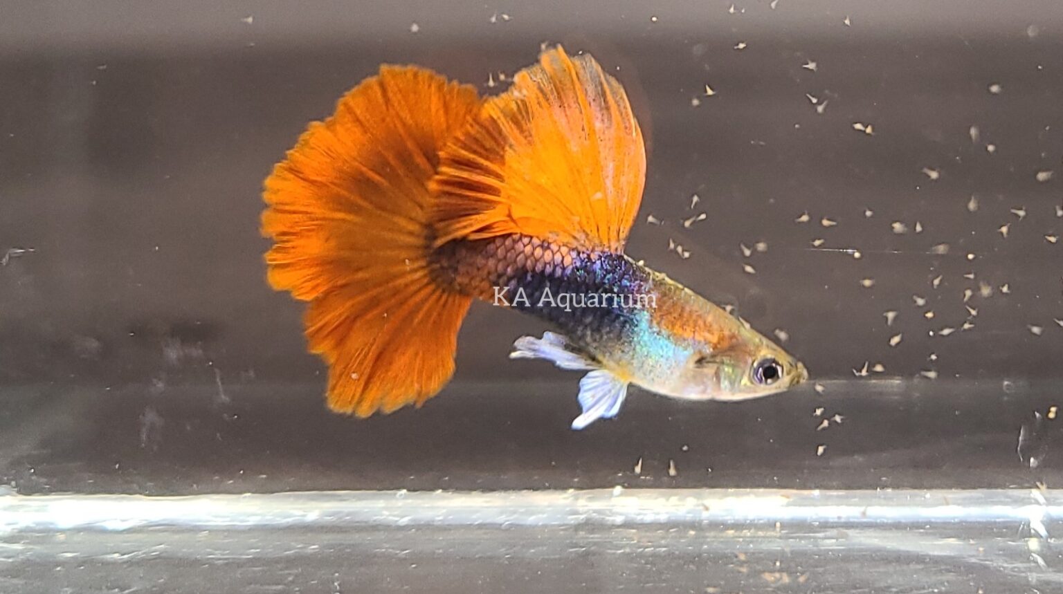 HB Red Rose - KA Aquarium