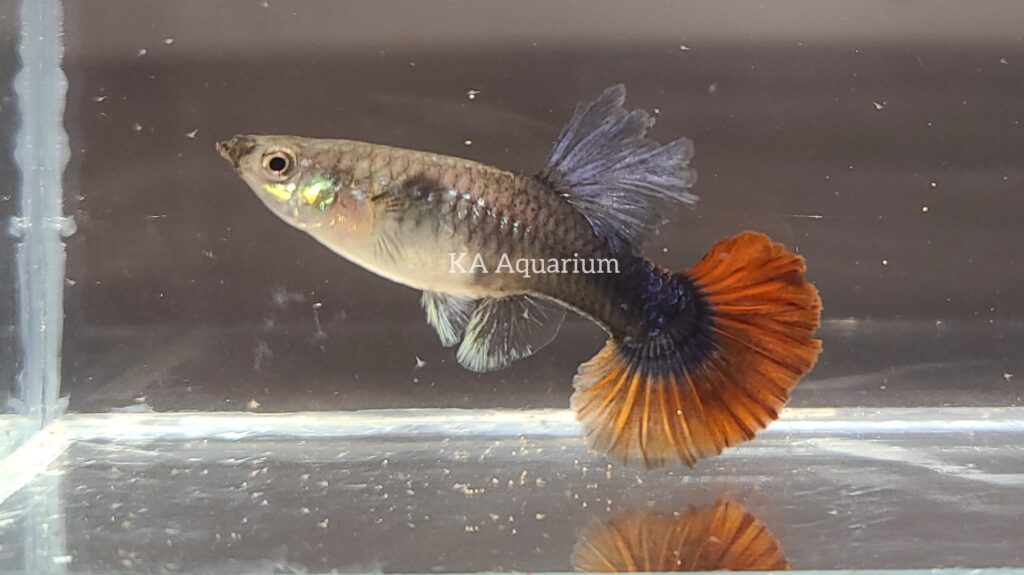 HB Red Rose - KA Aquarium