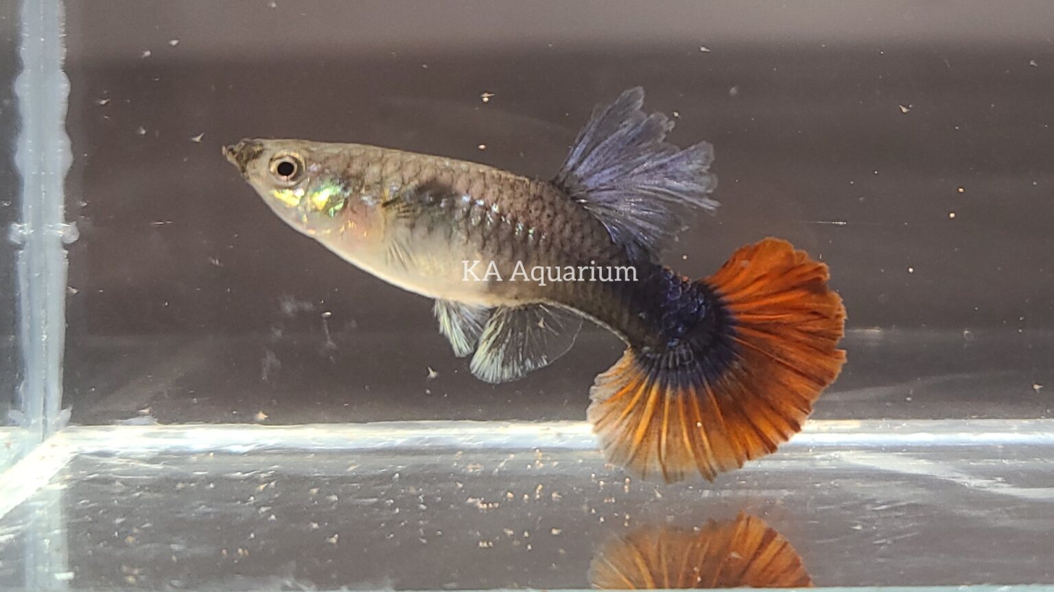 HB Red Rose - KA Aquarium