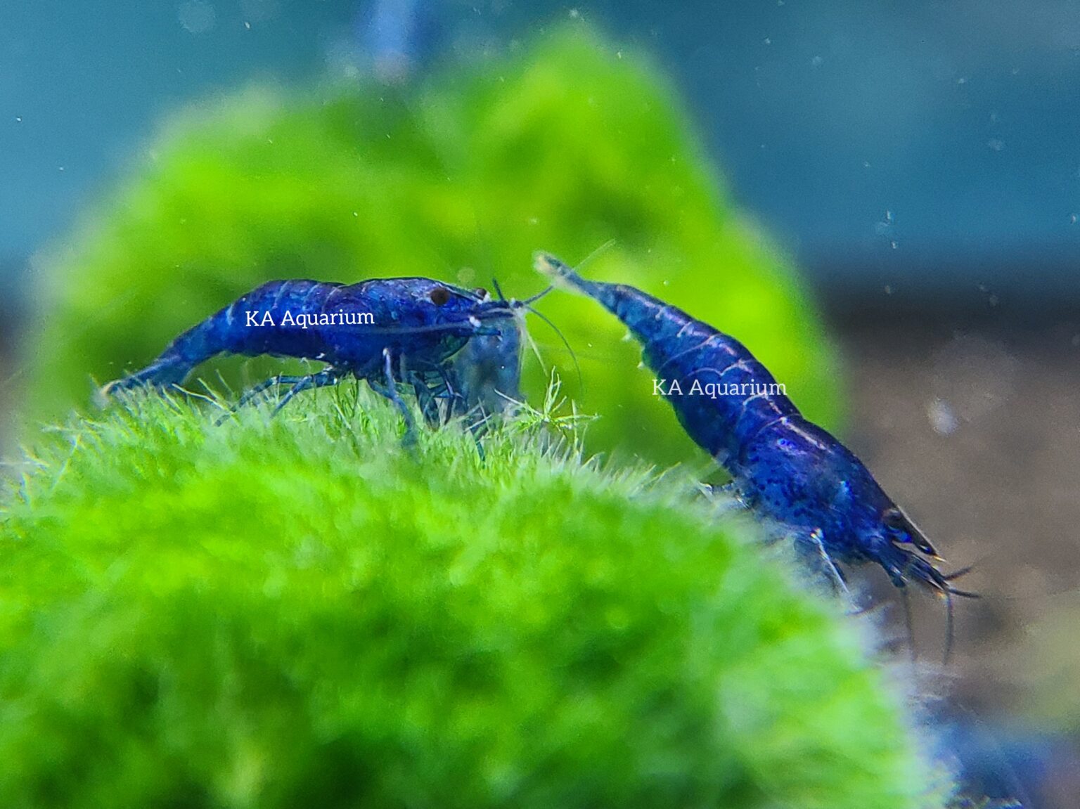 Neocaridina Blue Dream Shrimp .Neocaridina Blue Dream Shrimp