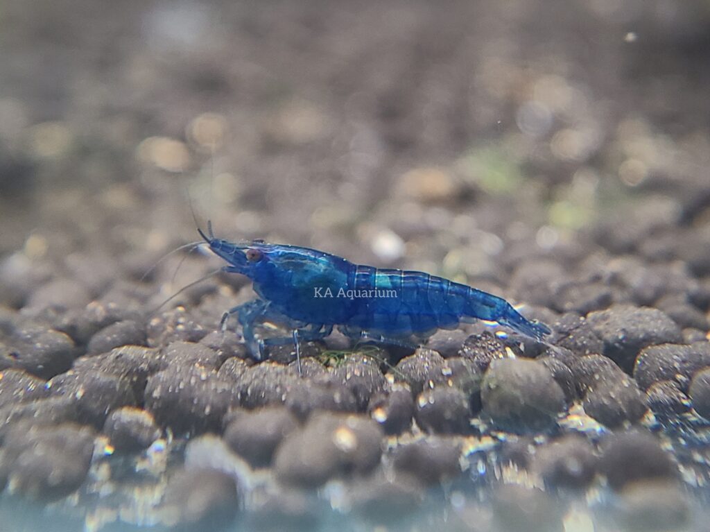 Neocaridina Blue Dream Shrimp .Neocaridina Blue Dream Shrimp
