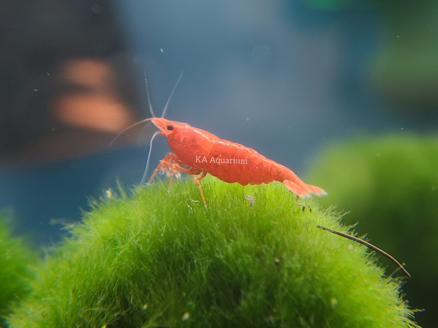Neocaridina Fire Red Shrimp.Neocaridina Fire Red Shrimp.Neocaridina ...