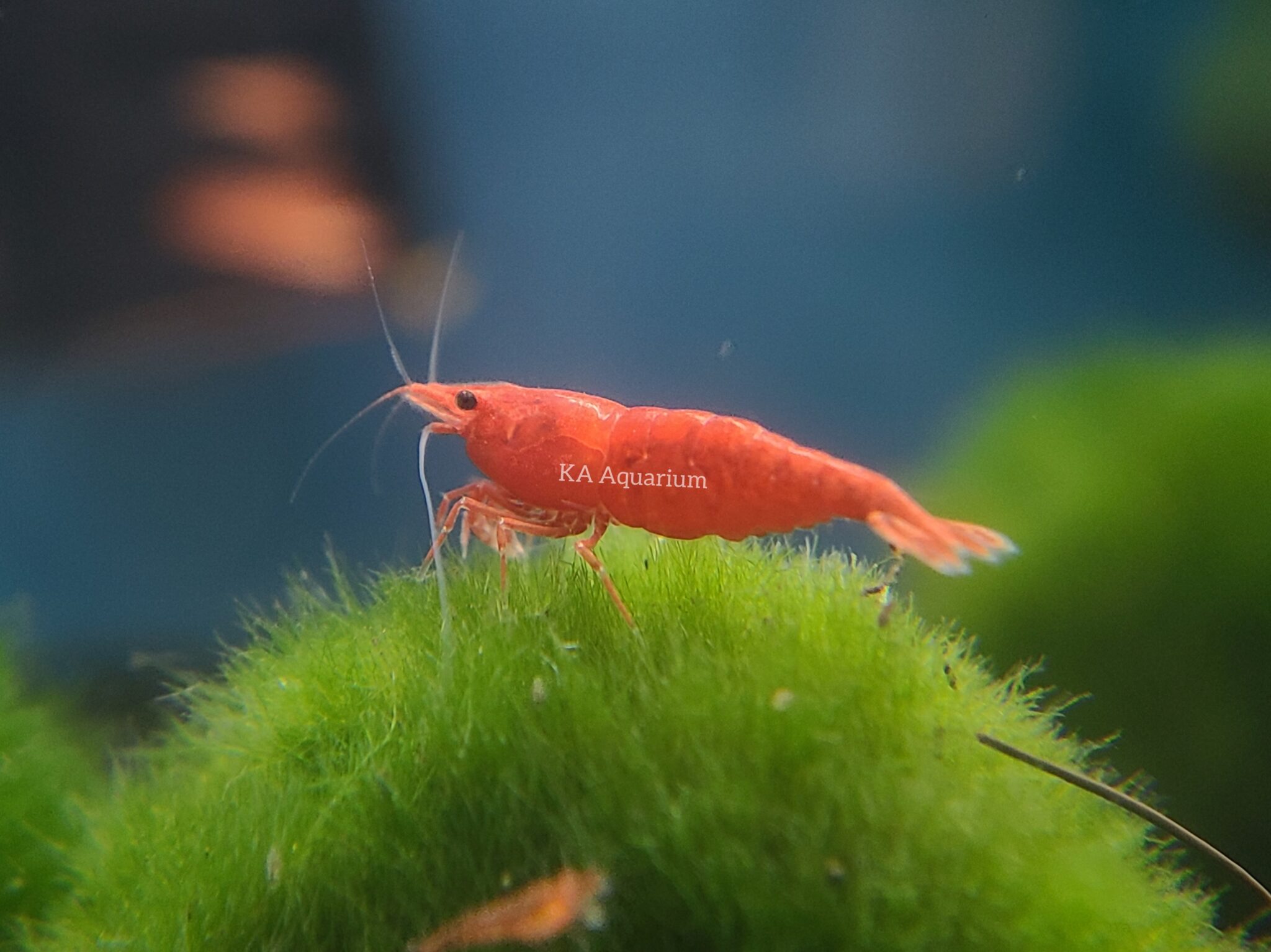 Neocaridina Fire Red Shrimp.Neocaridina Fire Red Shrimp.Neocaridina ...