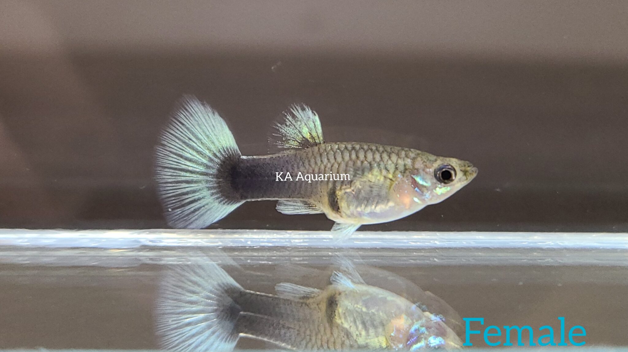HB White Guppy Male and Female A10.HB White Guppy Male and Female A10