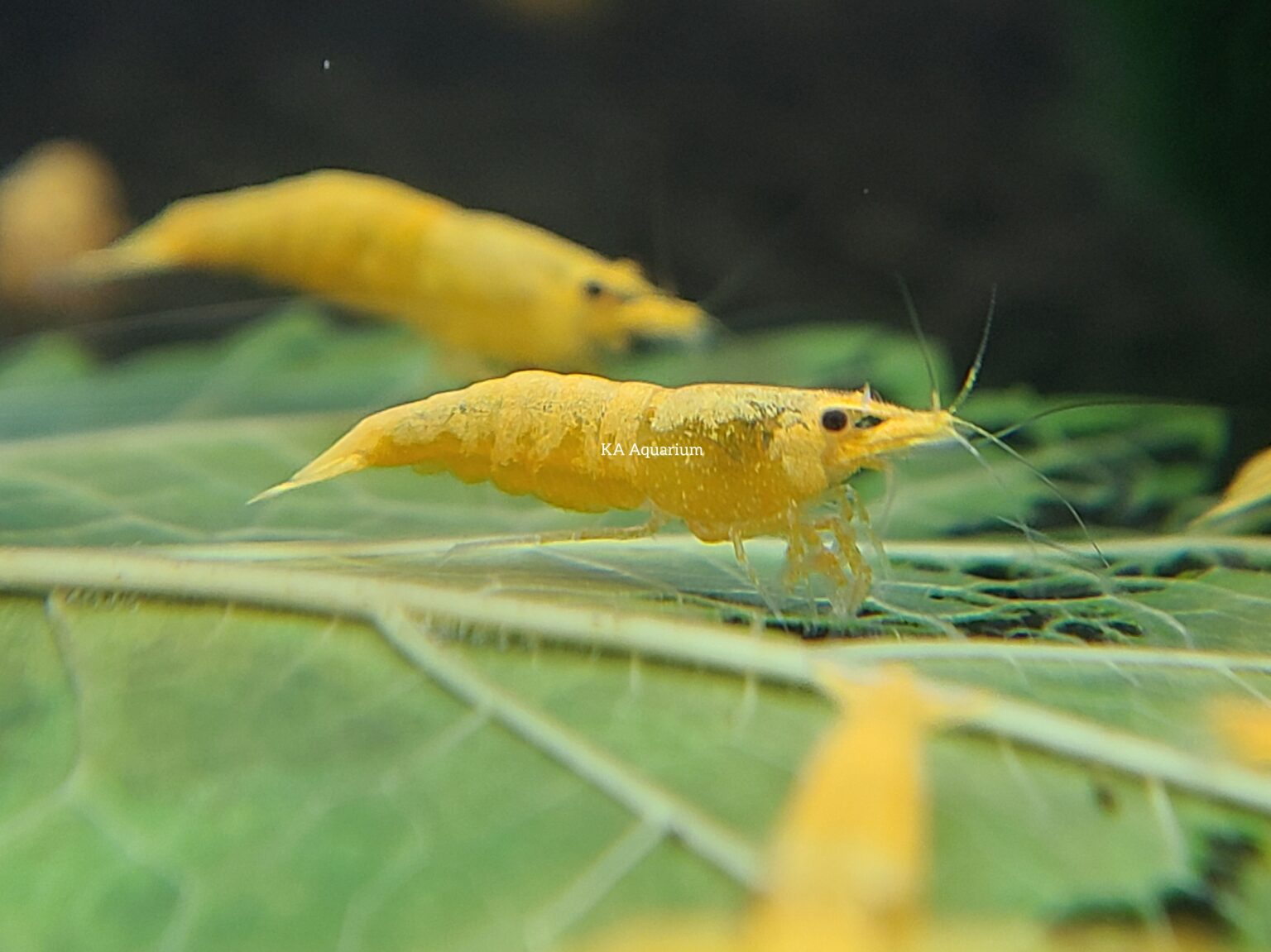 Neocaridina Yellow Shrimp.Neocaridina Yellow Shrimp.Neocaridina Yellow ...