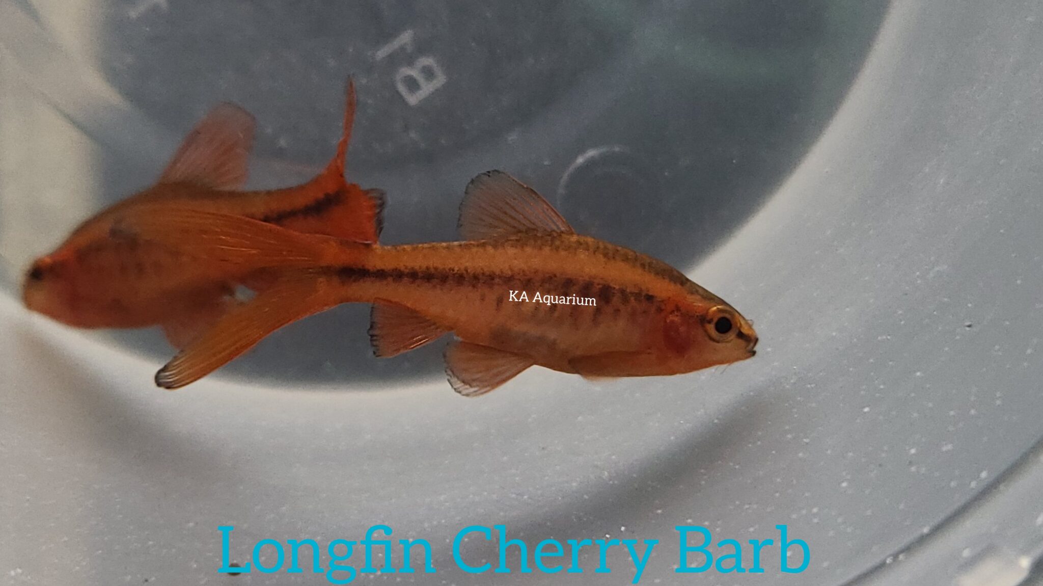 Longfin Cherry Barb LFB79.Longfin Cherry Barb LFB79.Longfin Cherry Barb ...