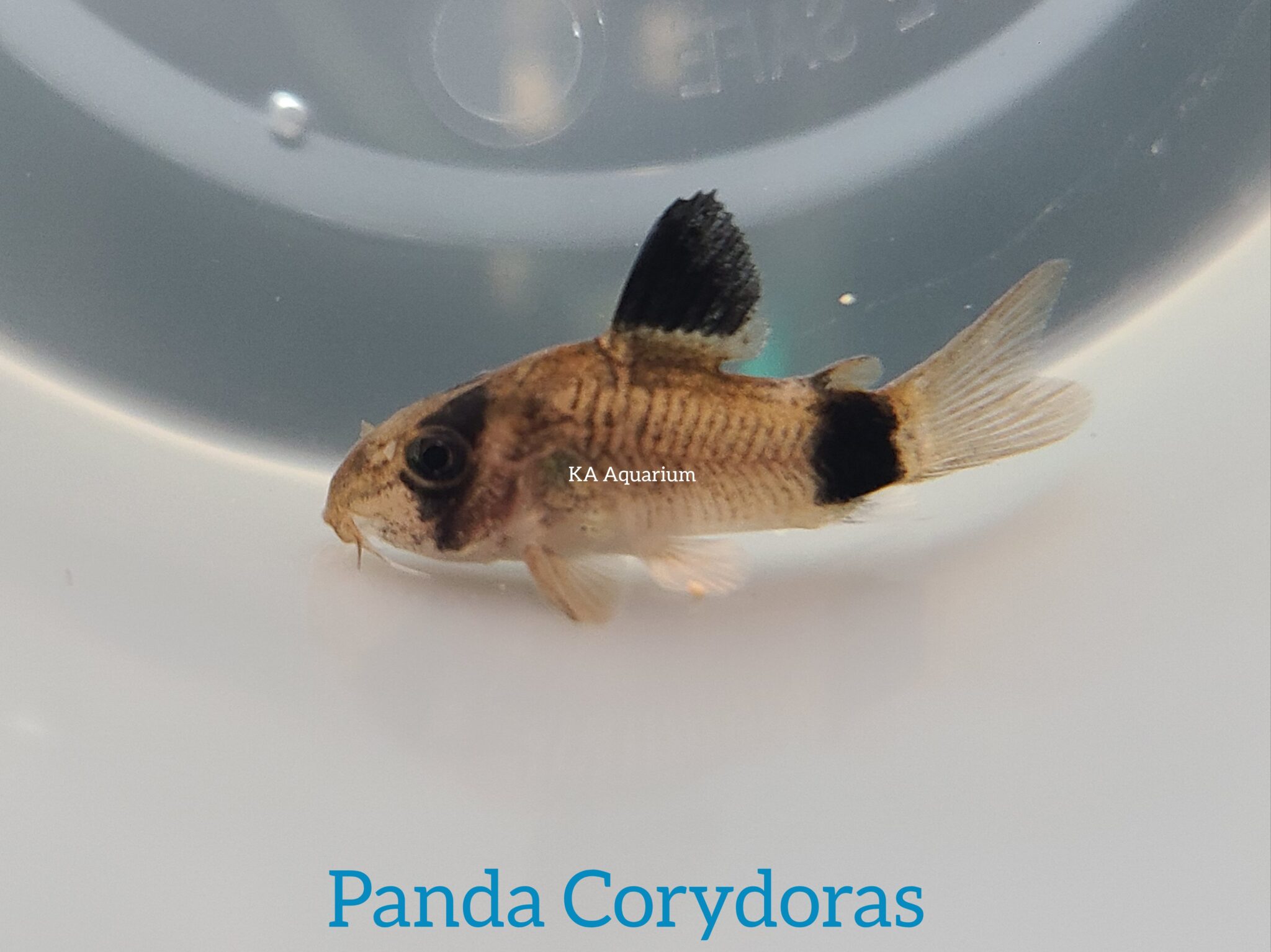 Panda Corydoras 60.Panda Corydoras 60.Panda Corydoras 60.Panda Corydoras 60