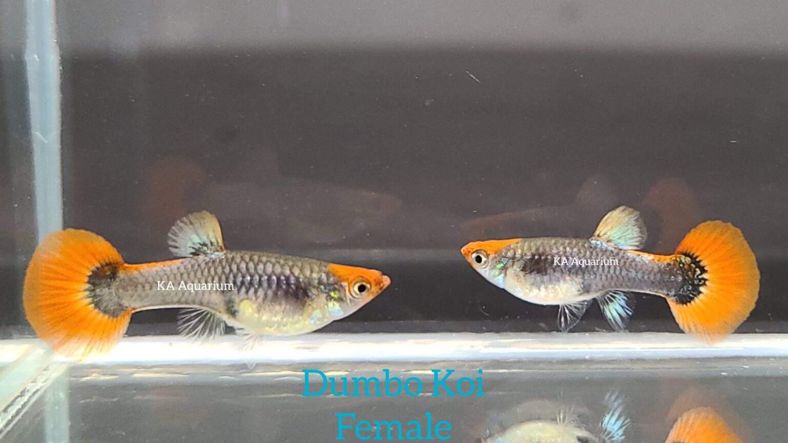 Dumbo Koi Red Guppy Fish GP20.Dumbo Koi Red Guppy Fish GP20