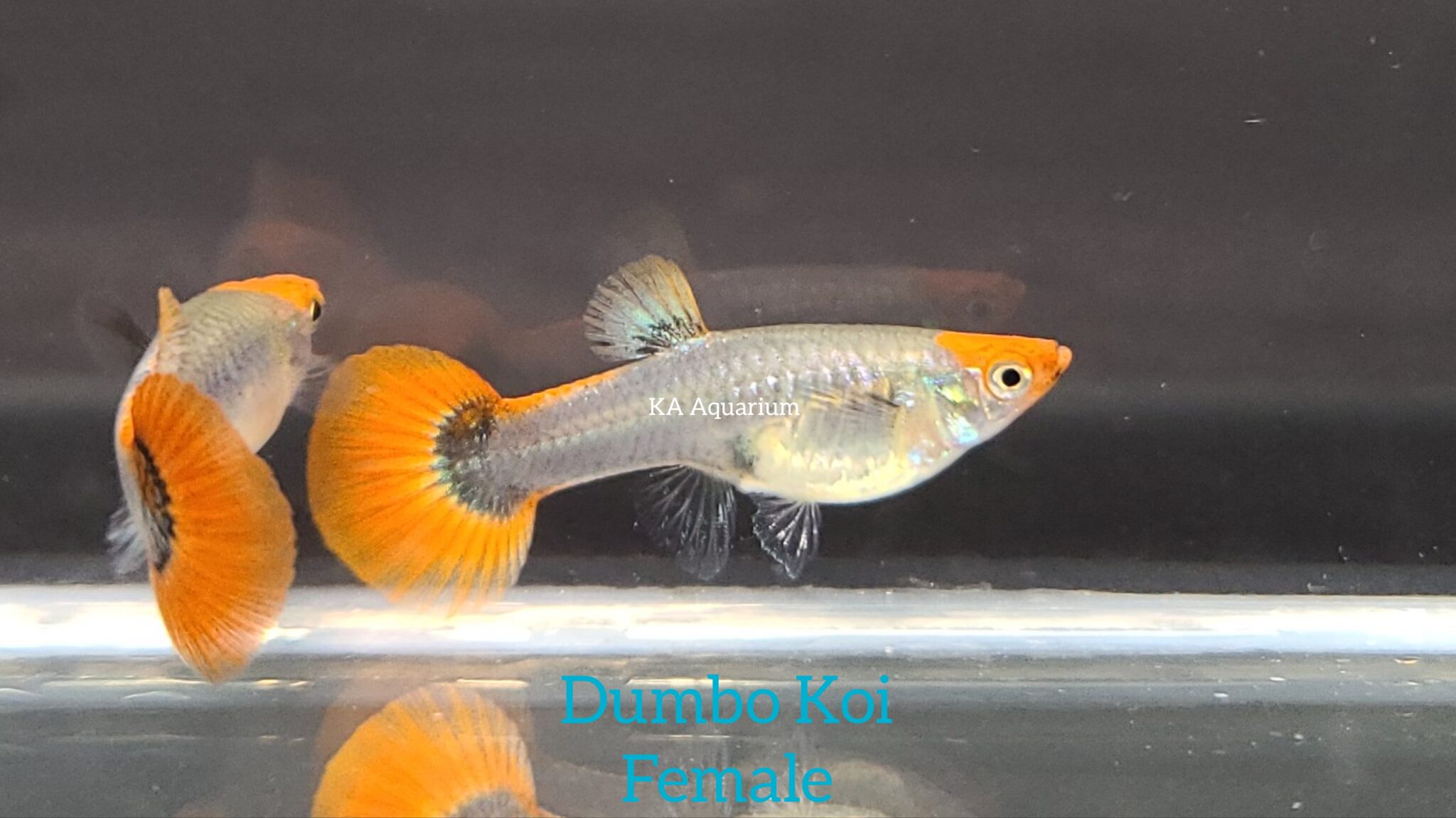 Dumbo Koi Red Guppy Fish GP20.Dumbo Koi Red Guppy Fish GP20
