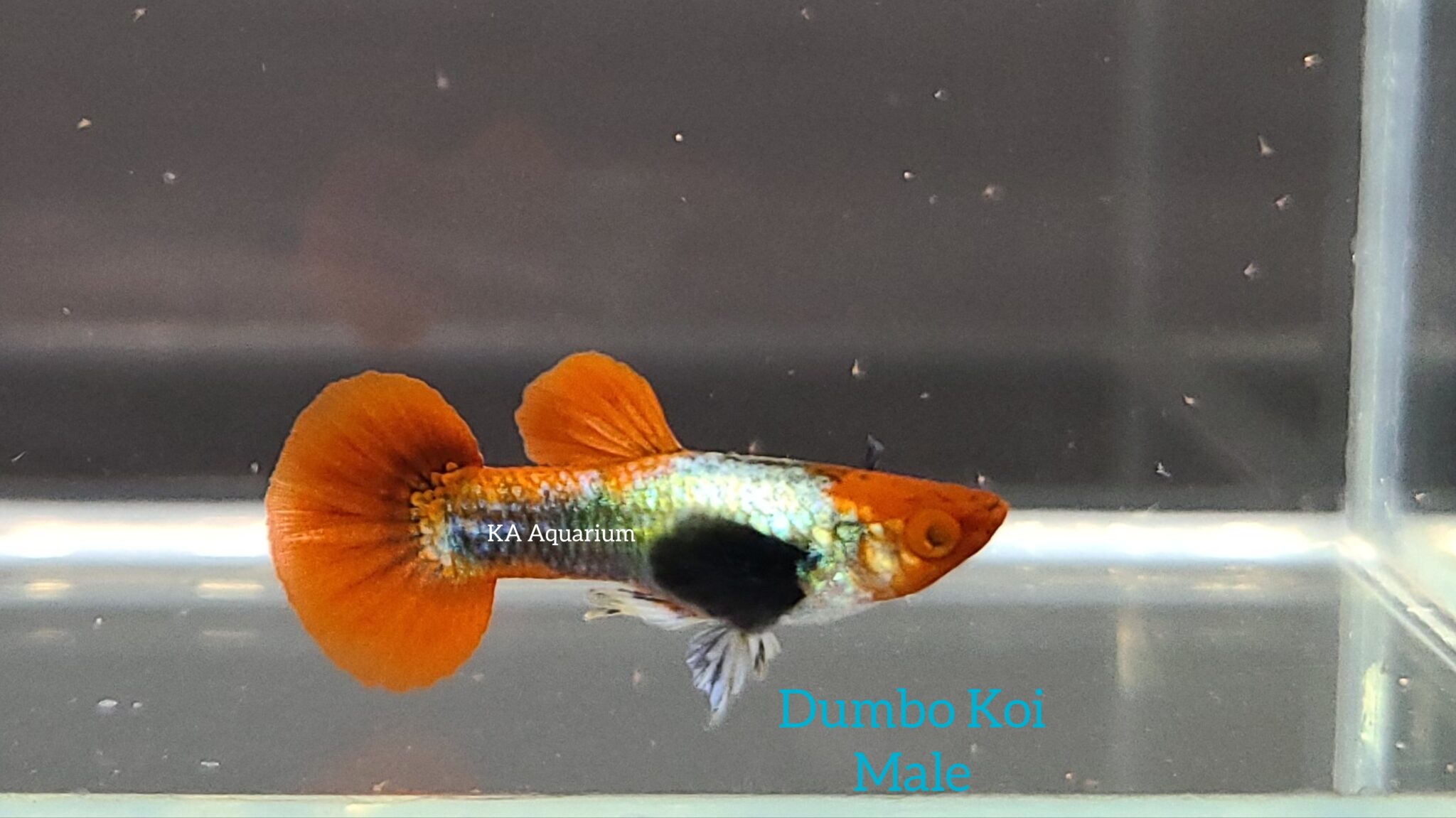 Dumbo Koi Red Guppy Fish GP20.Dumbo Koi Red Guppy Fish GP20