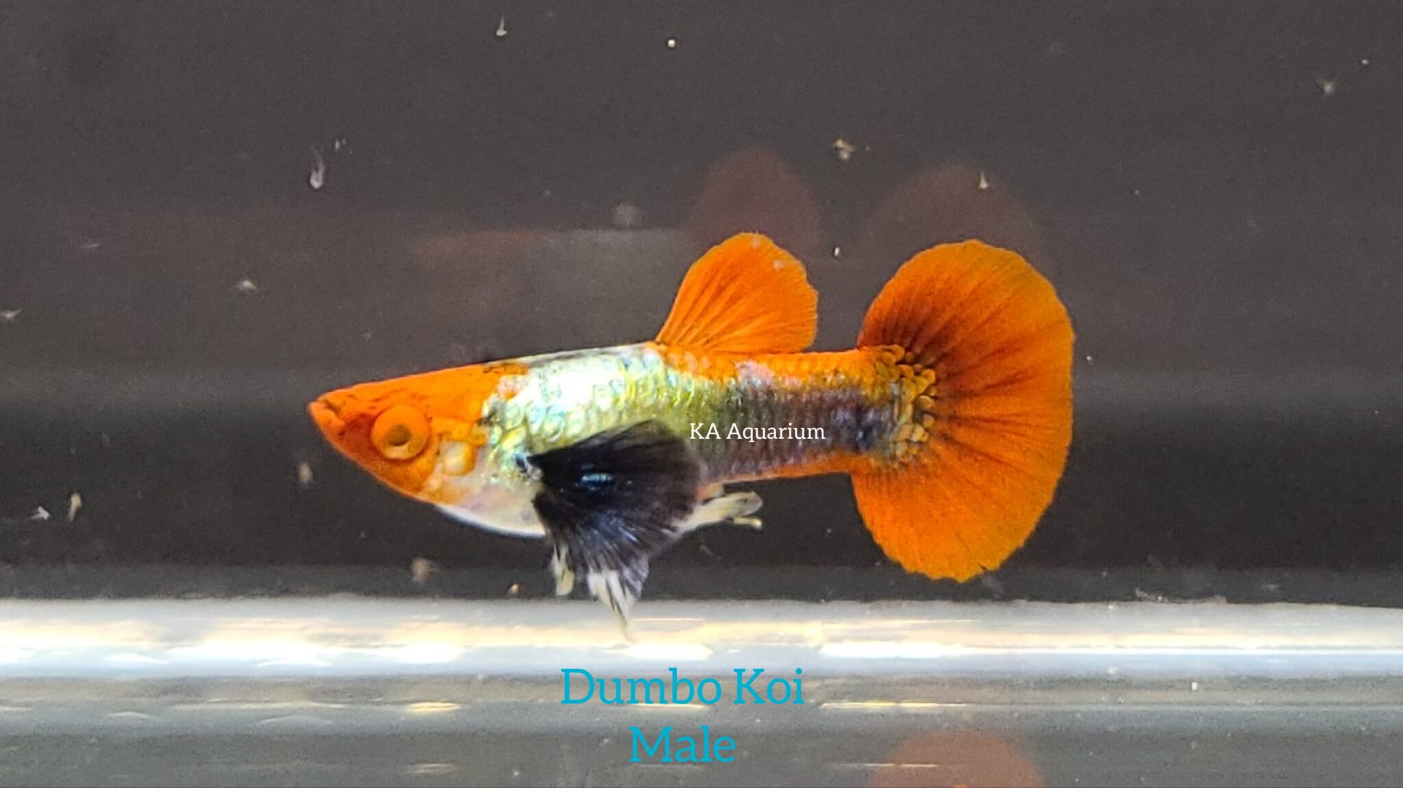 Dumbo Koi Red Guppy Fish GP20.Dumbo Koi Red Guppy Fish GP20