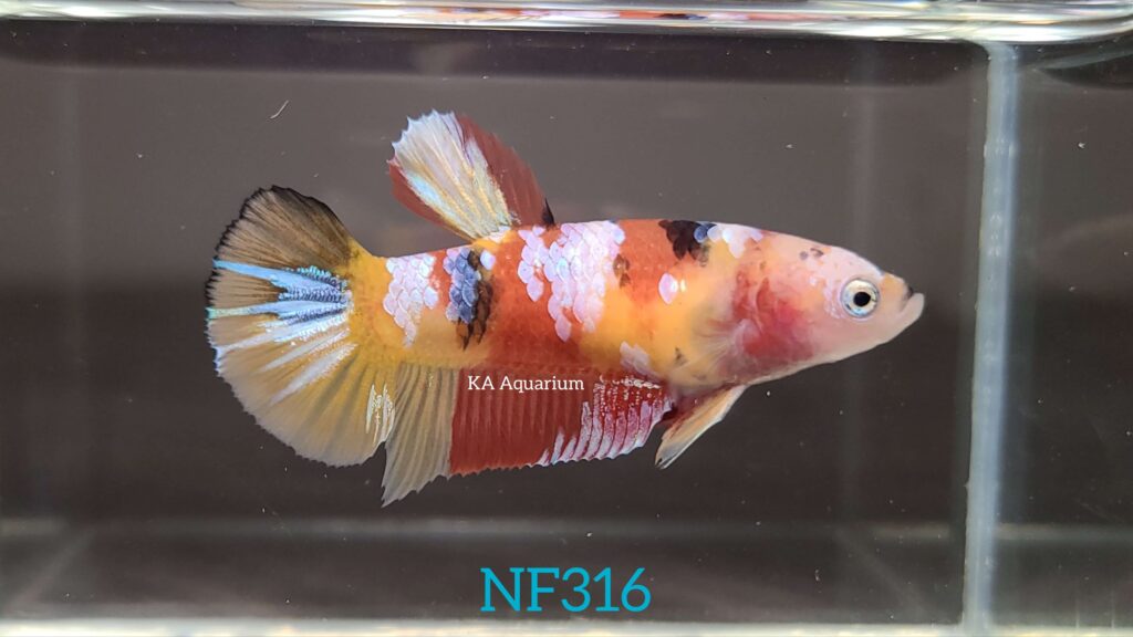 Koi Nemo Galaxy Betta Fish Female NF316.Koi Nemo Galaxy Betta Fish ...