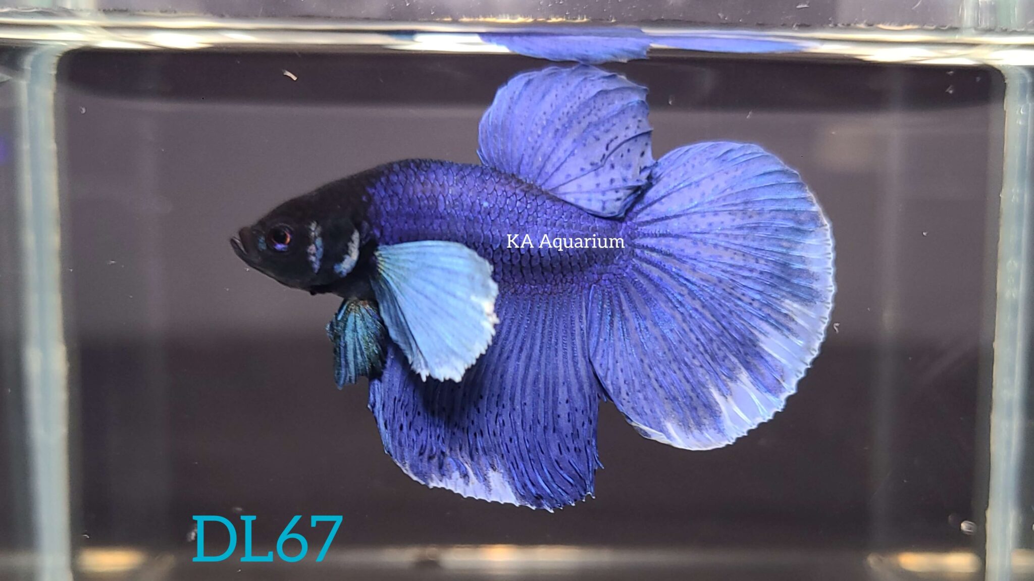 Dumbo Blue Halfmoon Betta Fish Male DL67.Dumbo Blue Halfmoon Betta Fish ...