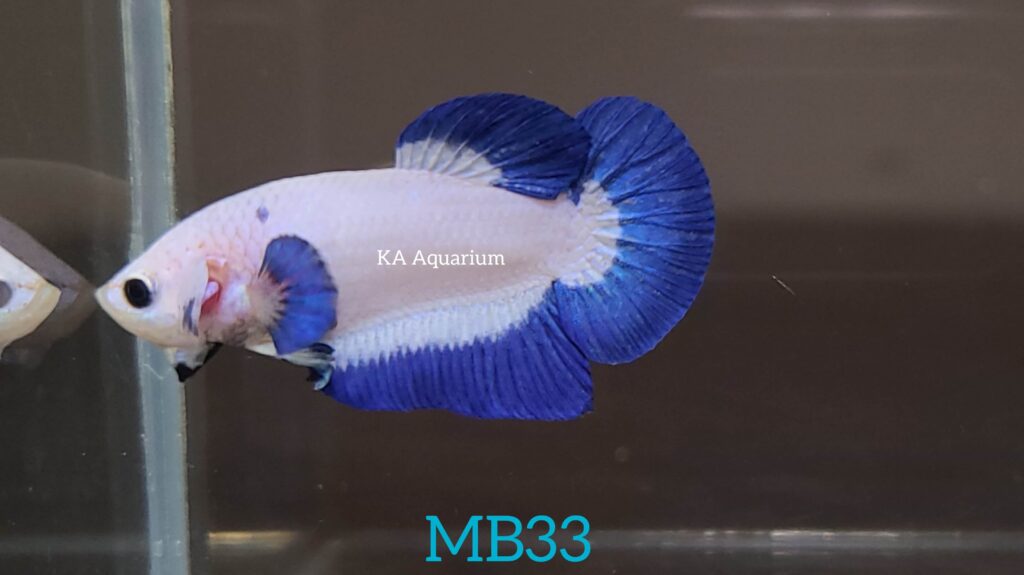 Blue Rim Marble Betta Male MB33.Blue Rim Marble Betta Male MB33