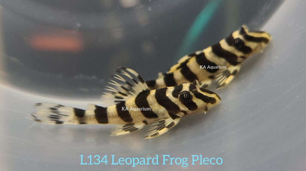 L134 Leopard Frog Pleco.L134 Leopard Frog Pleco.L134 Leopard Frog Pleco